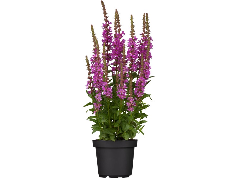 GROW by OBI Kyprej vrbice (Lythrum salicaria) pr. květináče 19 cm