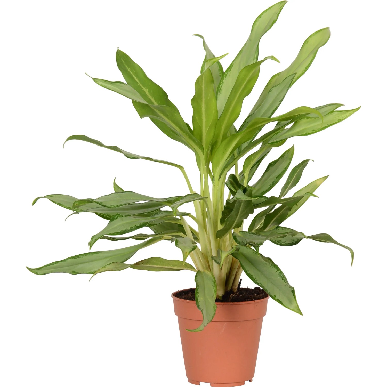 Aglaonema průměr květináče cca 12 cm nakoupit u OBI