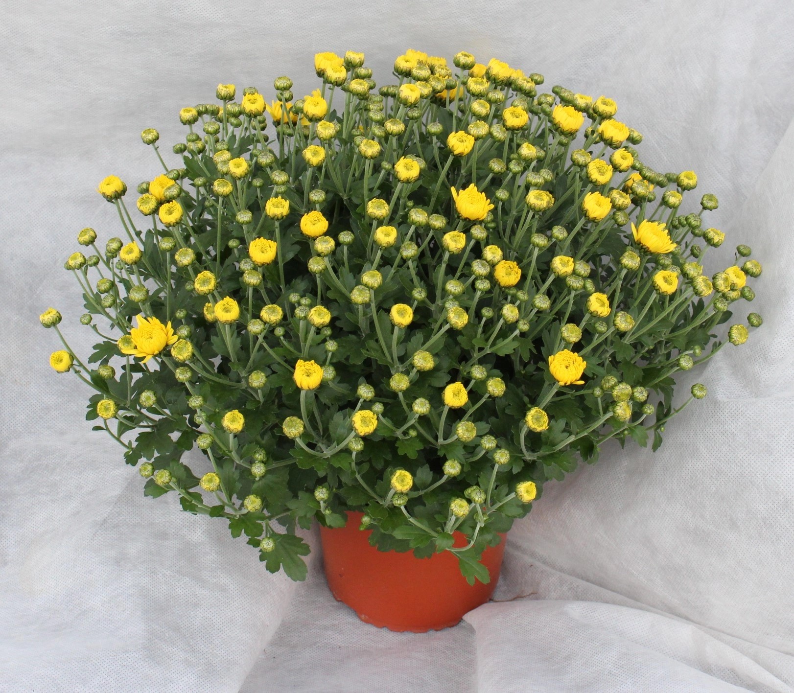 Listopadka (Chrysanthemum multiflora), pr. 15 cm nakoupit u OBI