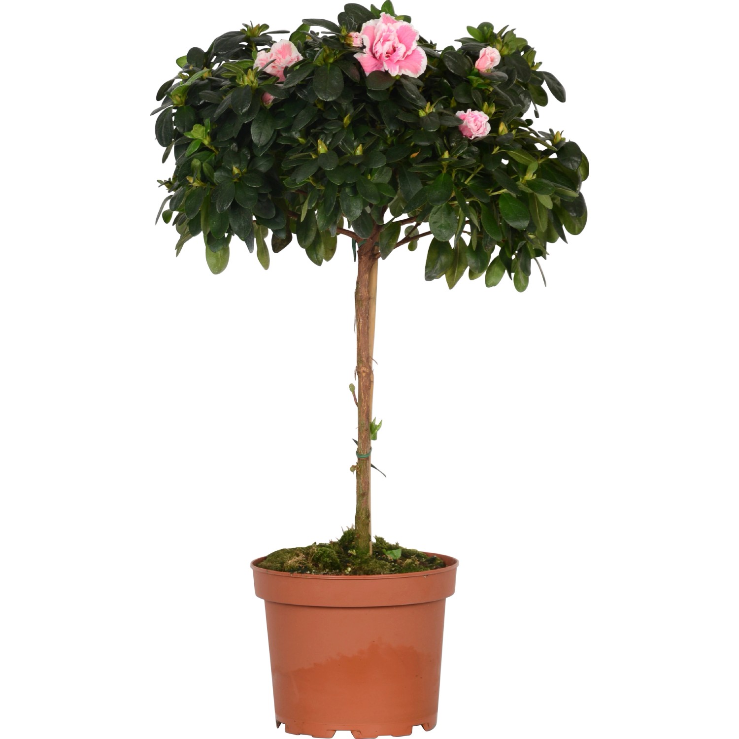 Pokojová azalka mix na kmínku průměr květináče cca 19 cm koupit v OBI