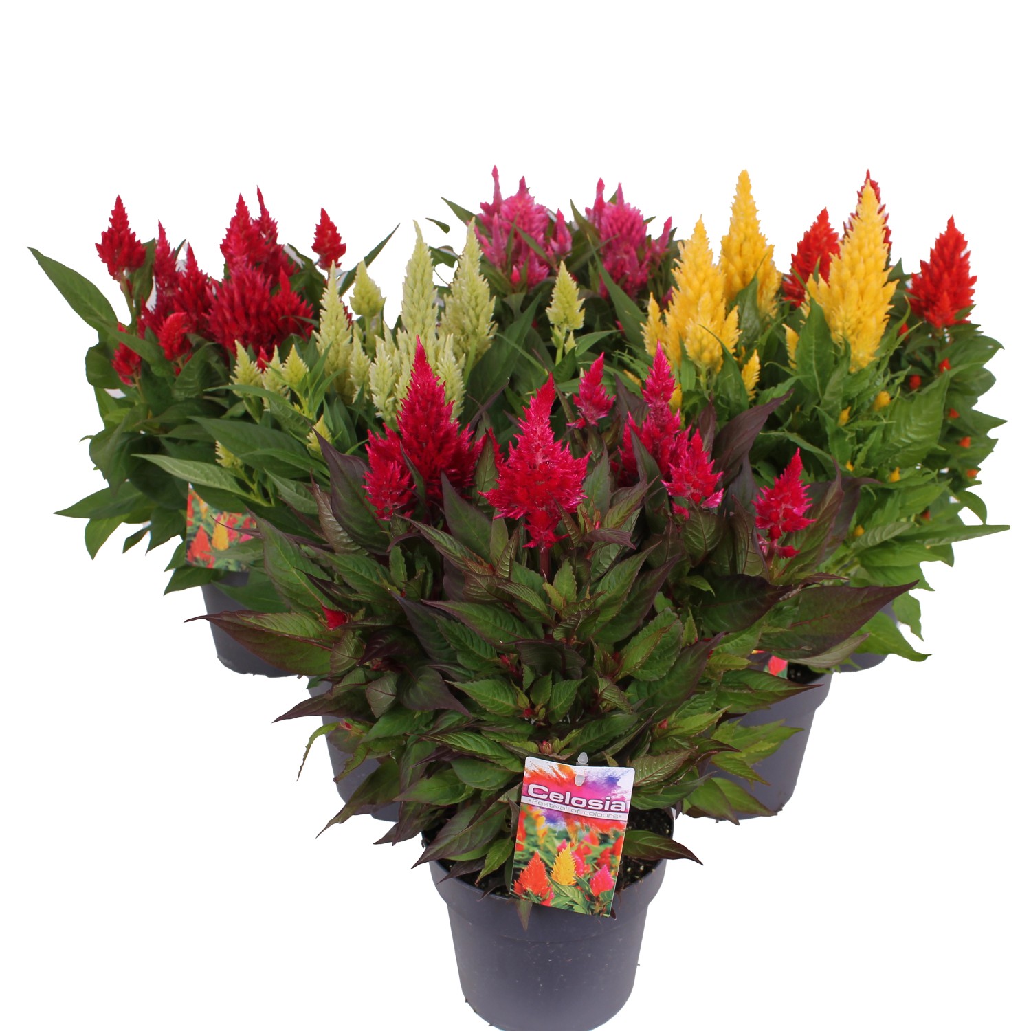 Nevadlec hřebenitý (Celosia argentea) různé barvy výška 40-45 cm, pr. 17 cm nakoupit u OBI