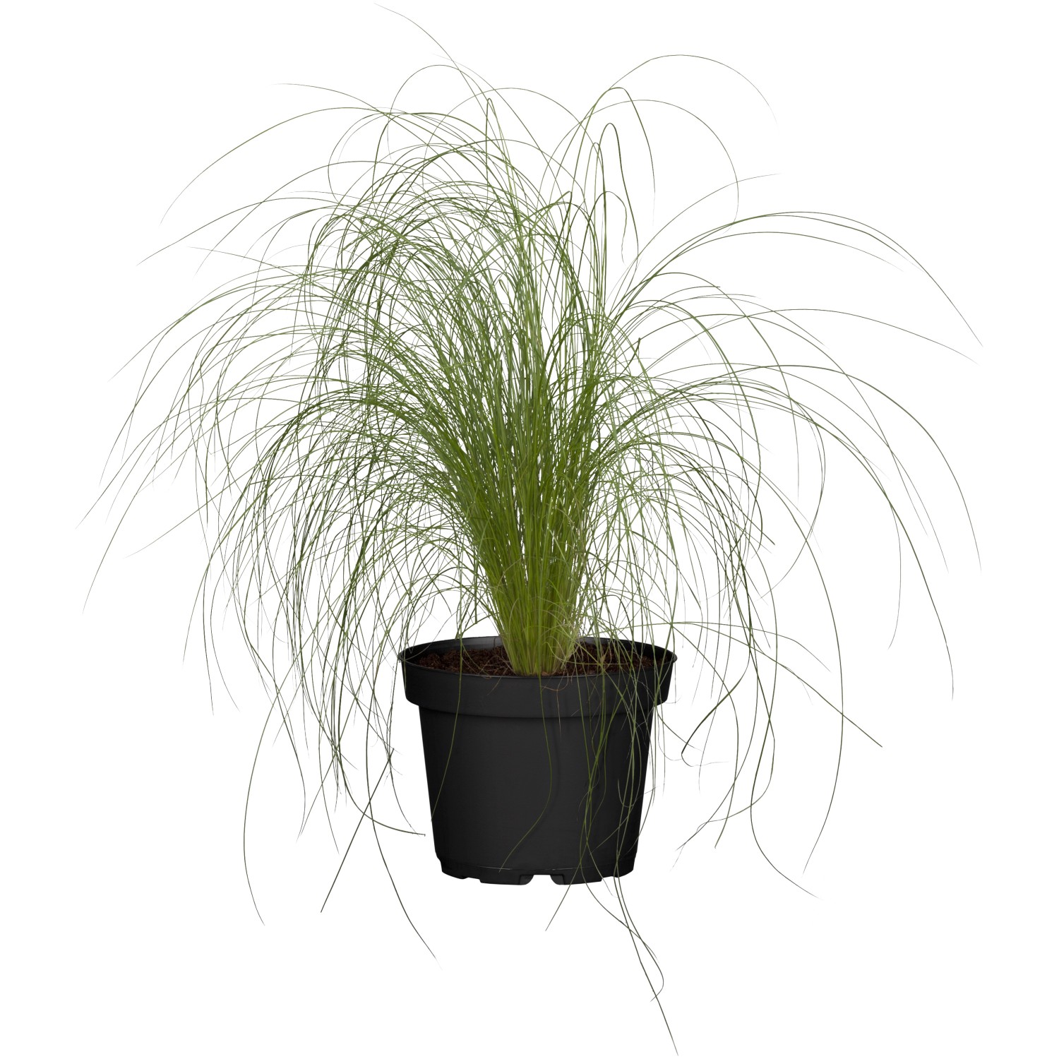 Kavyl péřovitý (Stipa tenuissima) "Ponytails", pr. 10,5 cm nakoupit u OBI