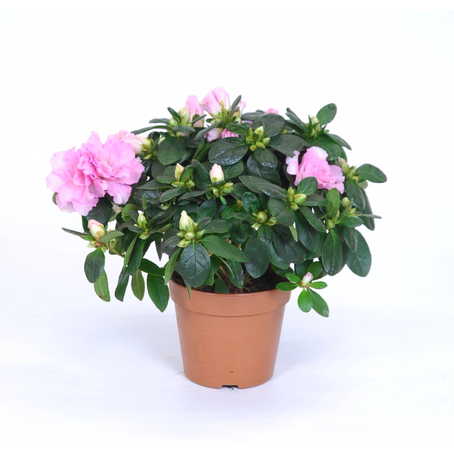 Pokojová azalka různých barev koupit v OBI