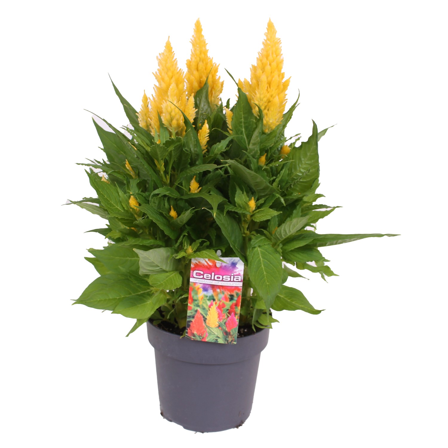 Nevadlec hřebenitý (Celosia argentea) různé barvy výška 40-45 cm, pr. 17 cm nakoupit u OBI