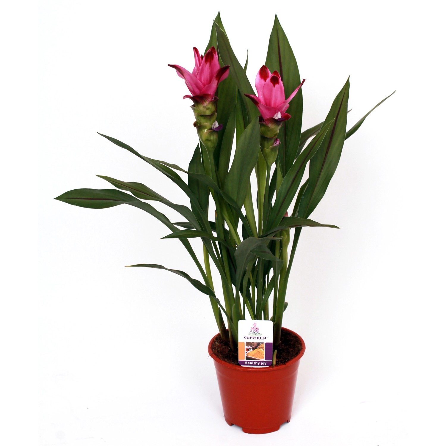 Kurkuma růžová (Curcuma alismatifolia) "Siam Sublime" výška 45-60 cm ...