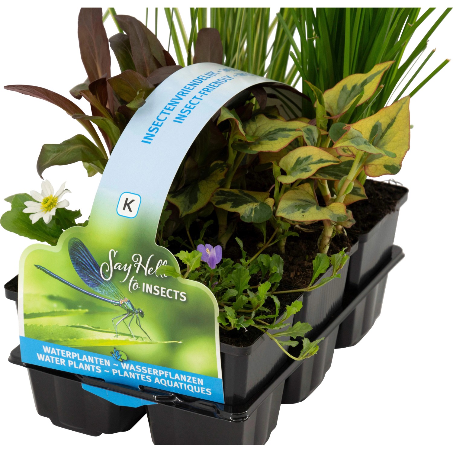 OBI Vodní rostliny lákající hmyz balení 6 ks průměr květináče cca 9 cm ...