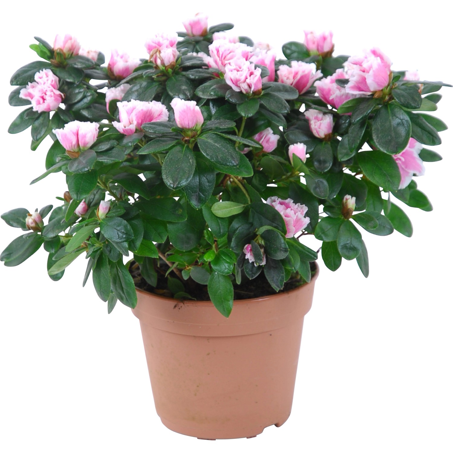 Pokojová azalka různé barvy průměr květináče cca 14 cm koupit v OBI