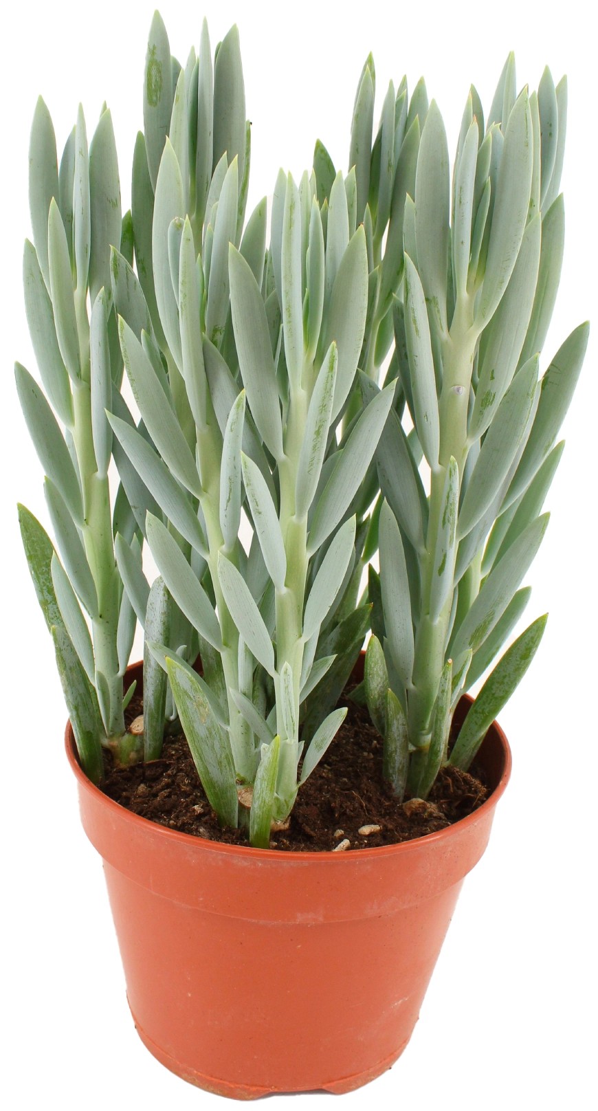 Starček (Curio ficoides) Mount Everest, pr. cca 15 x 30-35 cm nakoupit u OBI