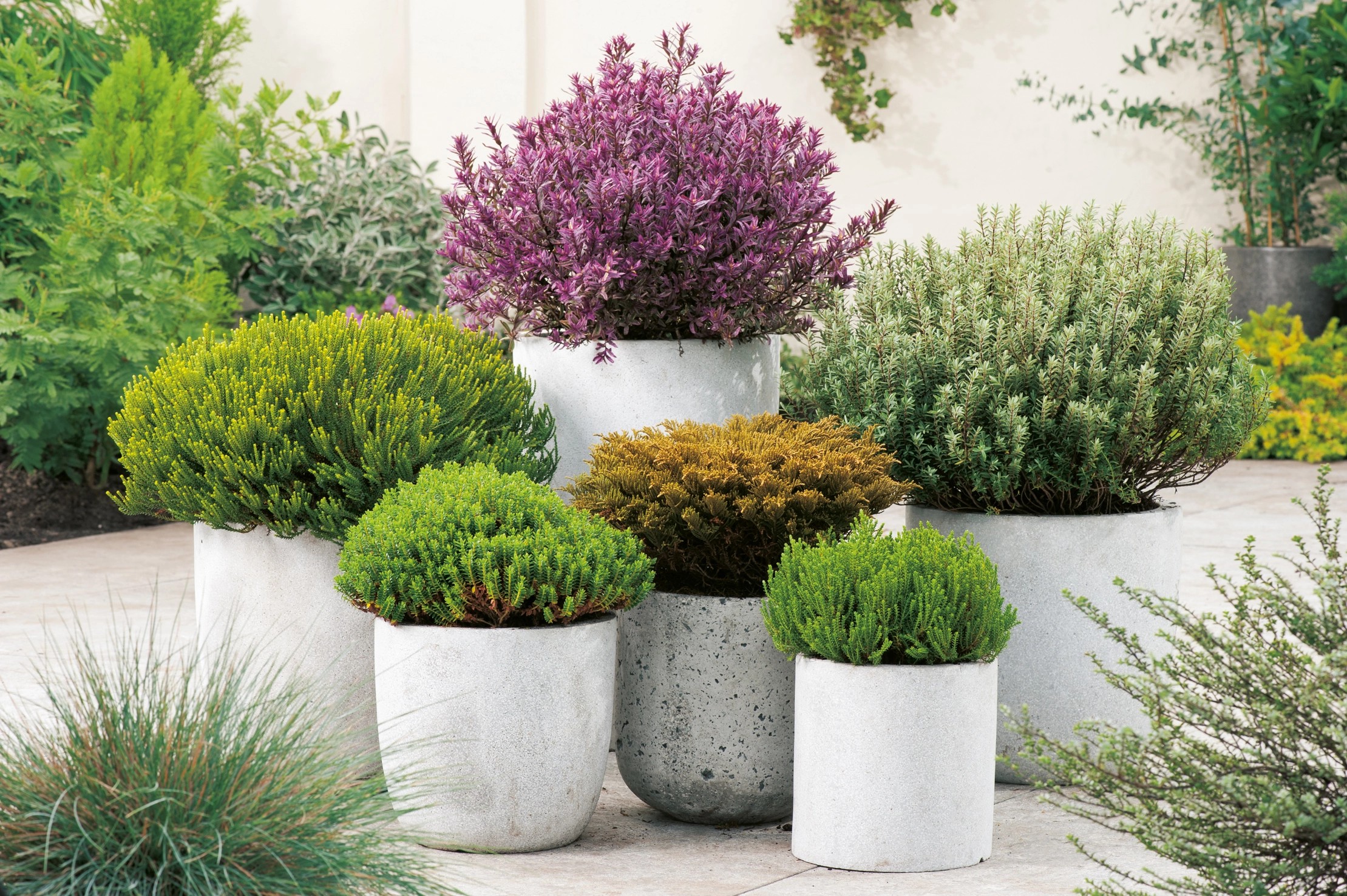 Hebe Andersonova (Hebe andersonii) "Twins" 40 cm, pr. 23 cm nakoupit u OBI