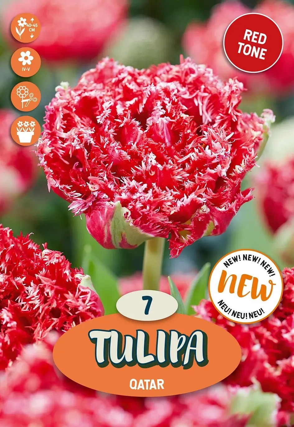 Royal De Ree Holland Květinové cibulky Tulipa Qatar 7 ks nakoupit u OBI