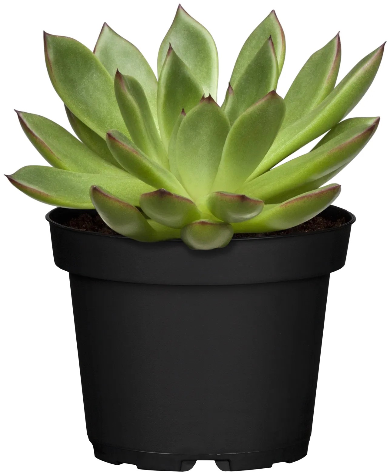 Royal Lemkes Echeveria agavoides "Gold" cca výška 10 cm, pr. 12 cm ...