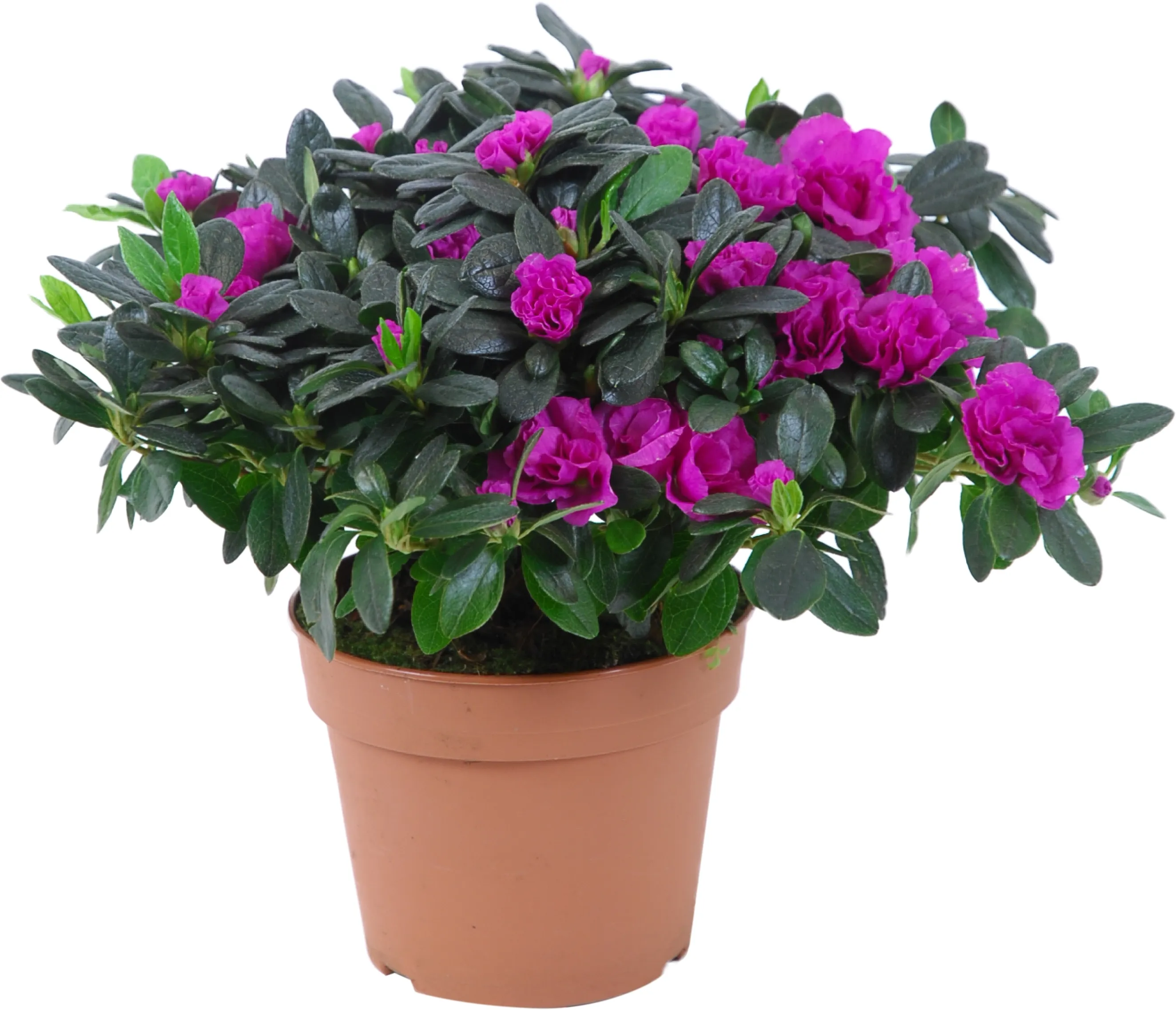 Pokojová azalka fialová průměr květináče cca 13 cm koupit v OBI