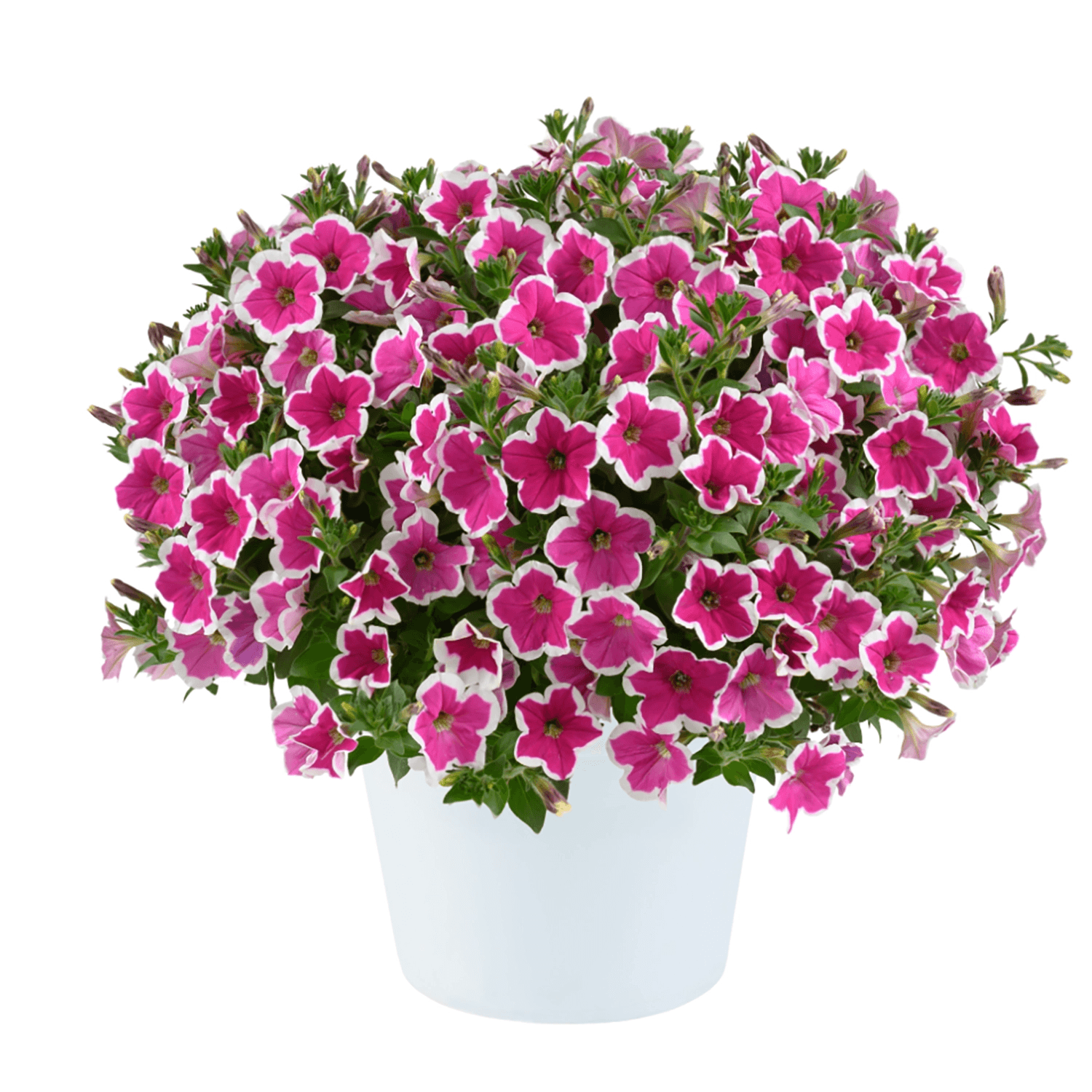 OBI Petúnie (Petunia hybrida) "Capella Rim Fuchsia" výška 15 cm, pr. 12 ...