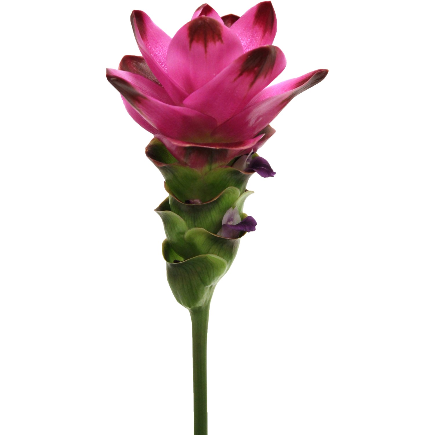 GROW by OBI Kurkuma "Siam Splash" (Curcuma), růžovo-červená, pr ...