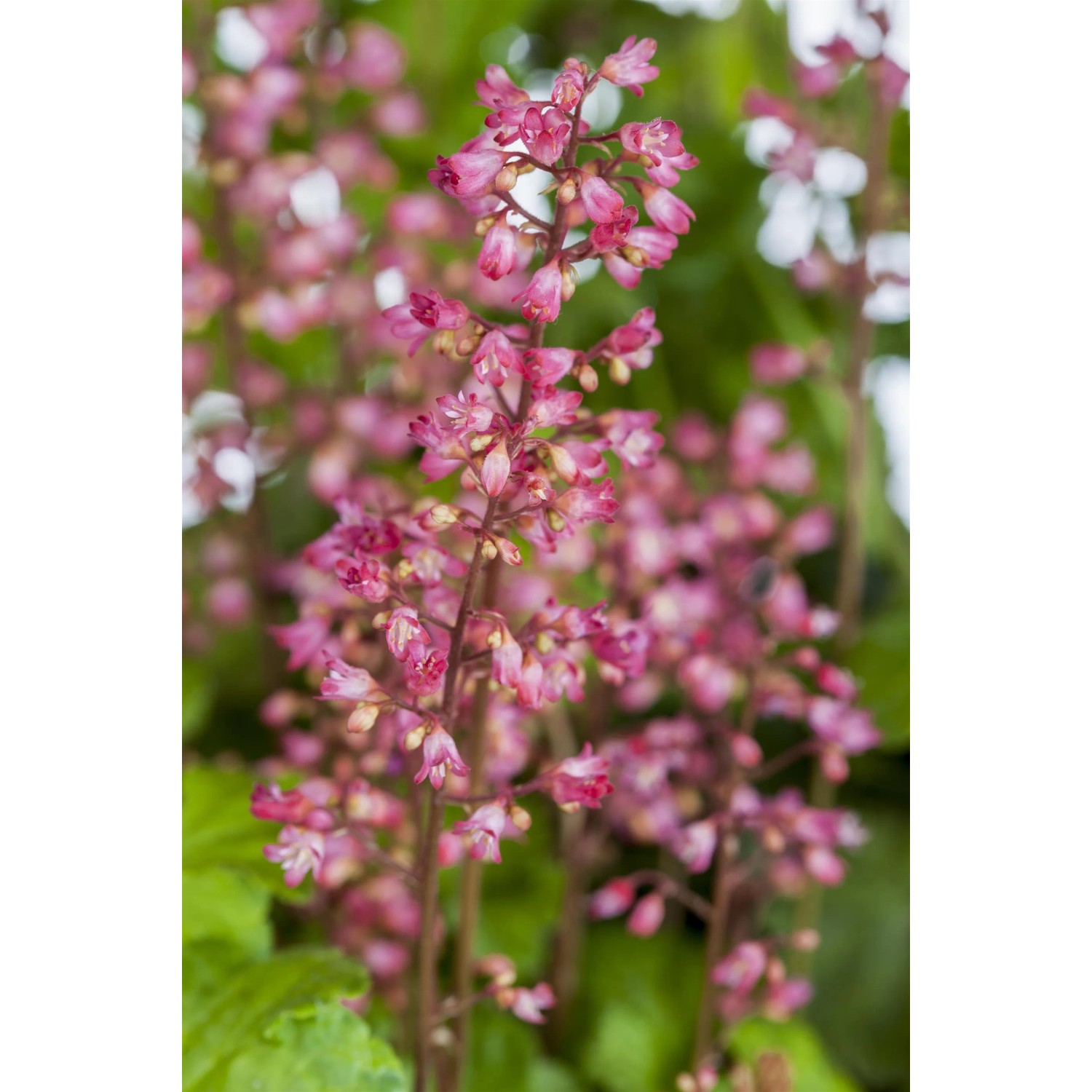 Dlužicha (Heuchera) "Shimmer", růžová, pr. kv. 19 cm