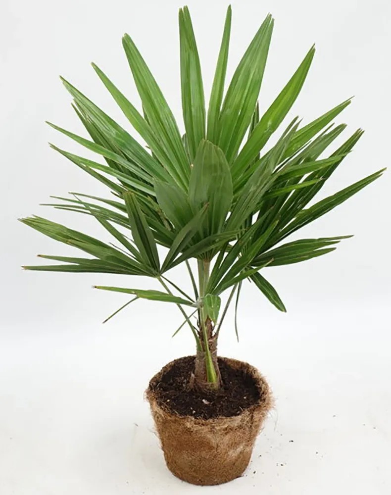 Grow by OBI Palma konopná v kokosovém květináči, pr. květ. 20 cm, 60-80 ...