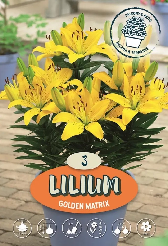 Lilie Matrix Golden žluté nakoupit u OBI
