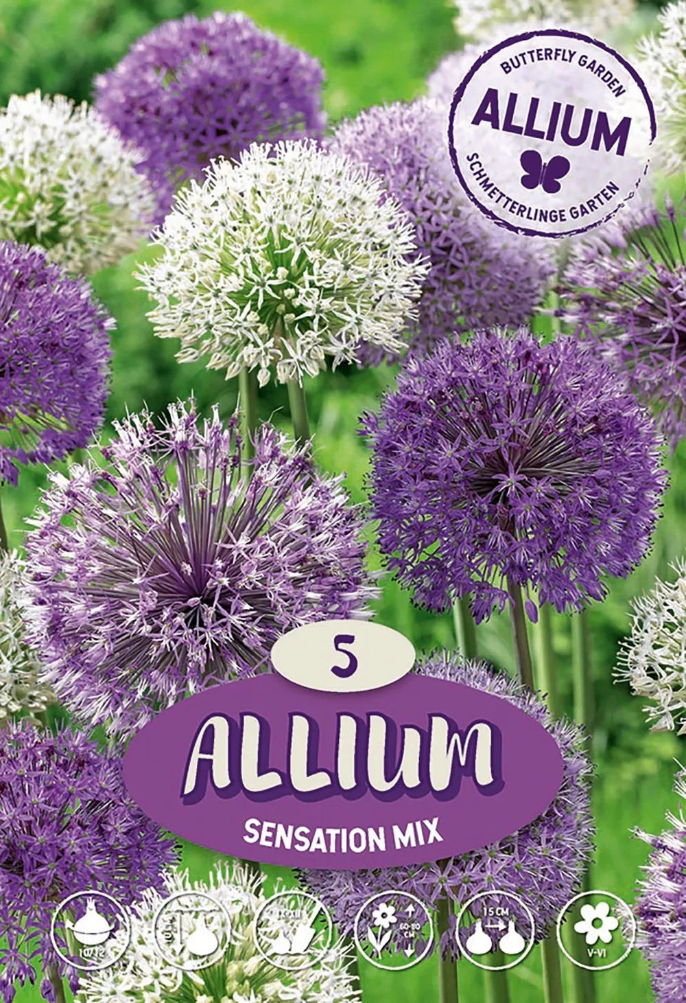 Royal De Ree Holland Květinové cibulky česnek (Allium) "Sensation mix ...