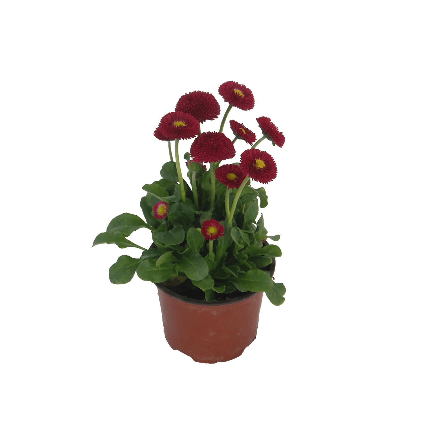 MONTANO Sedmikráska chudobka (Bellis perennis) různé barvy cca pr. 12 ...