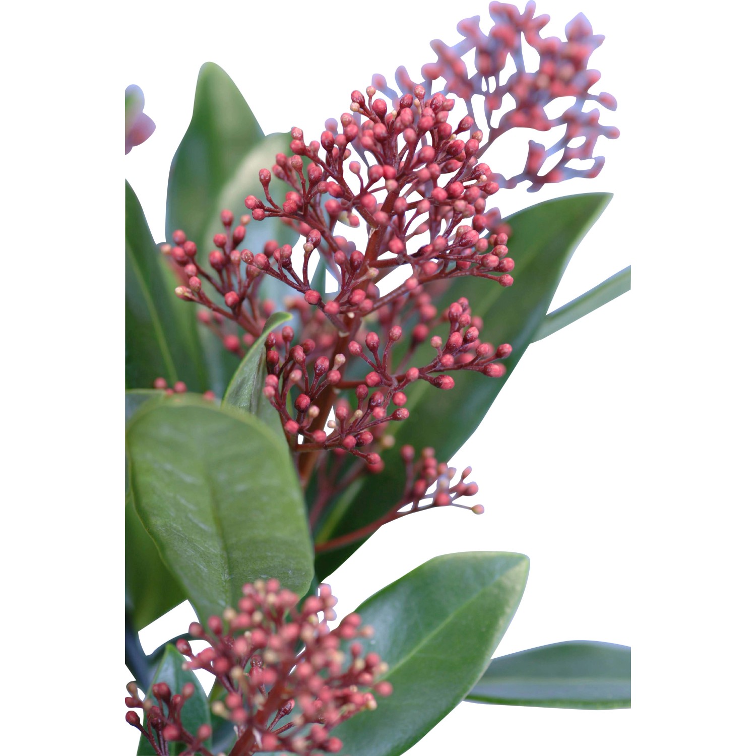 Skimie japonská "Skimmia japonica" Rubella, pr. cca 15 cm nakoupit u OBI