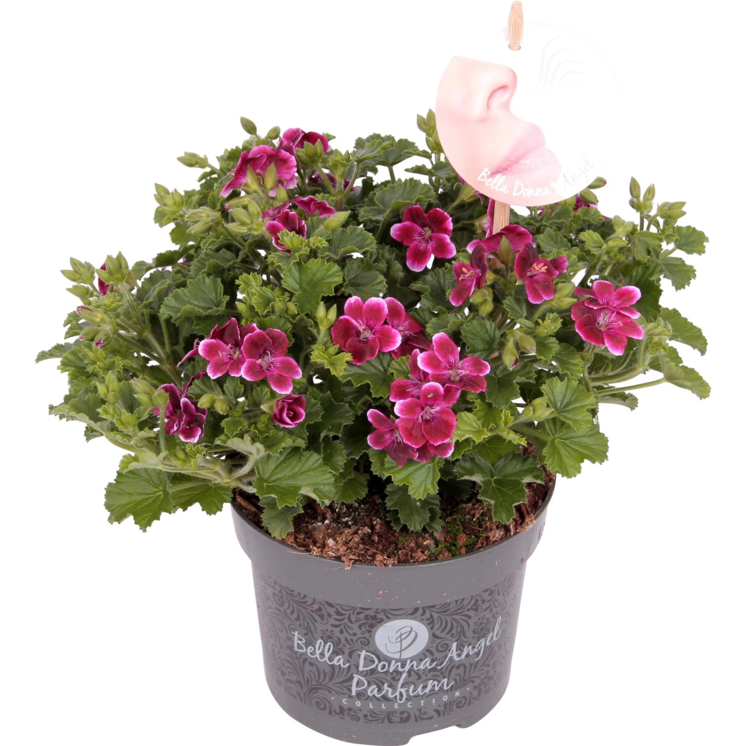 OBI Pelargonie "Bella Donna Angel Jet" růžovo-červená průměr cca 12 cm ...