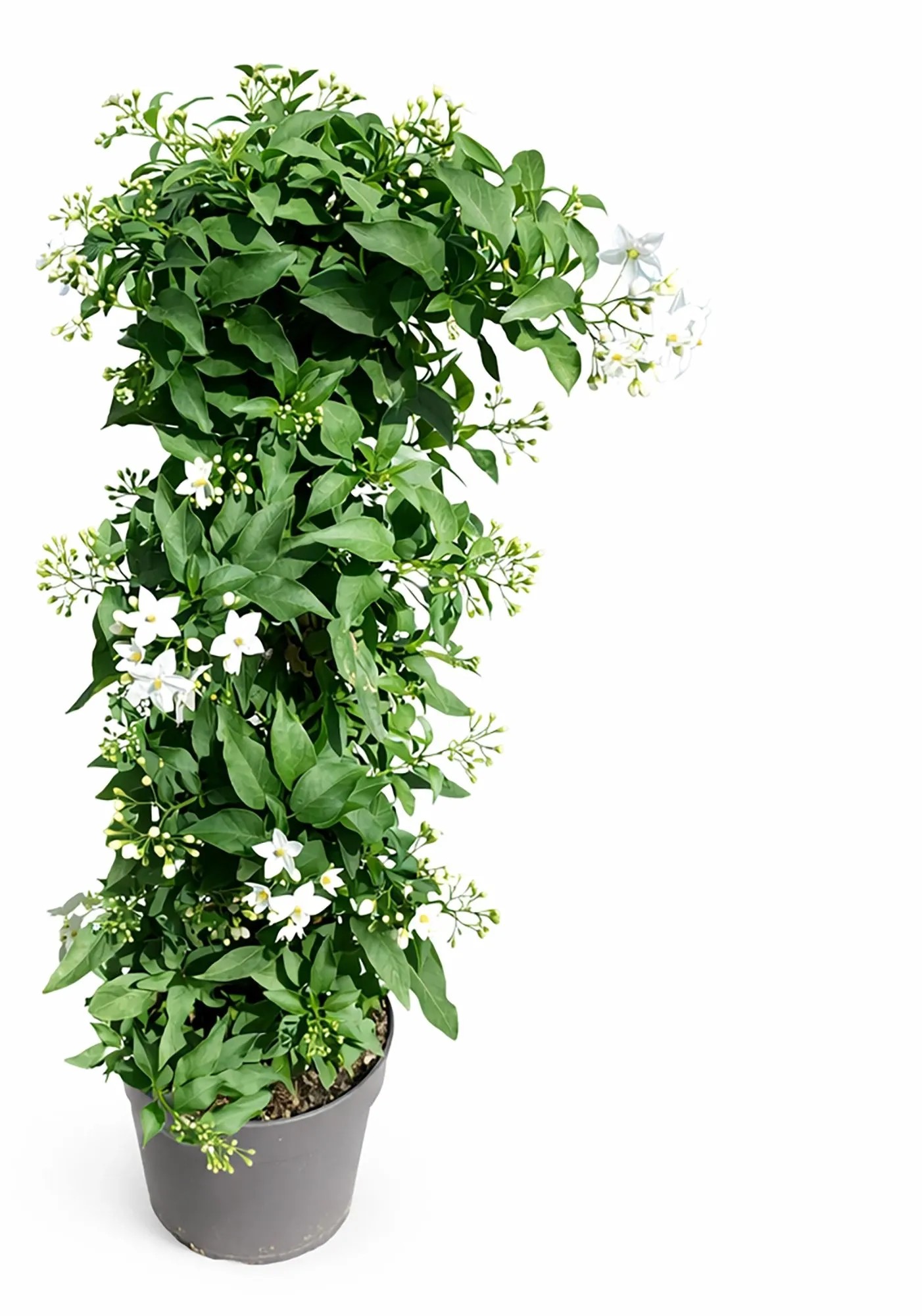 GROW by OBI Různé druhy rostlin na kmínku pr. 14 cm