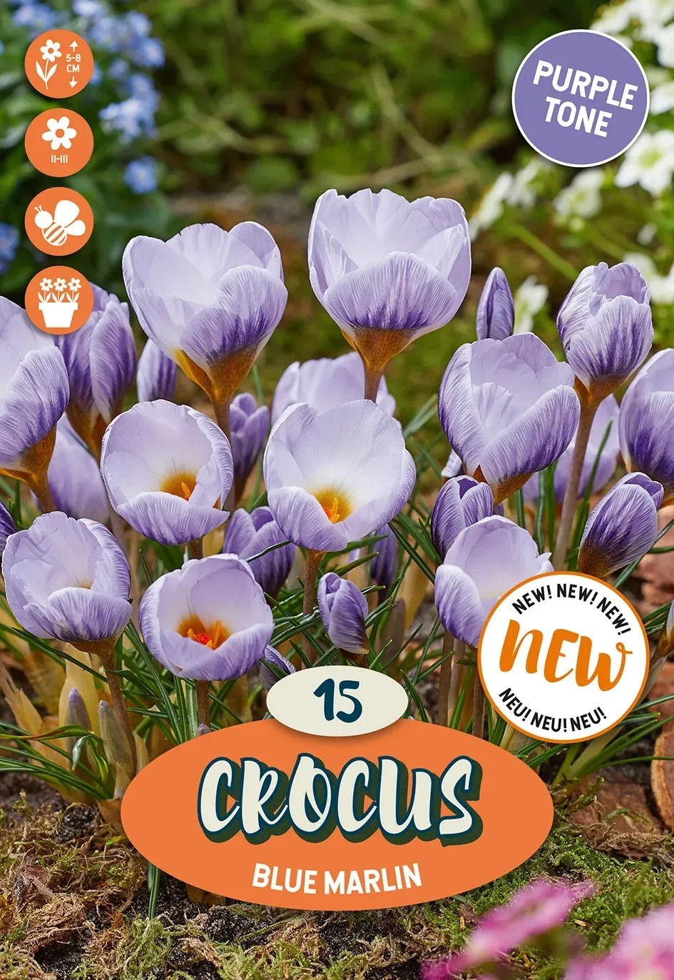 Royal De Ree Holland Květinové cibulky Crocus Blue Marlin 15 ks ...