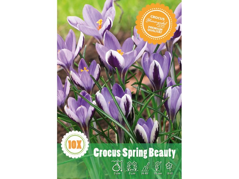 Krokus botanický Spring Beauty nakoupit u OBI