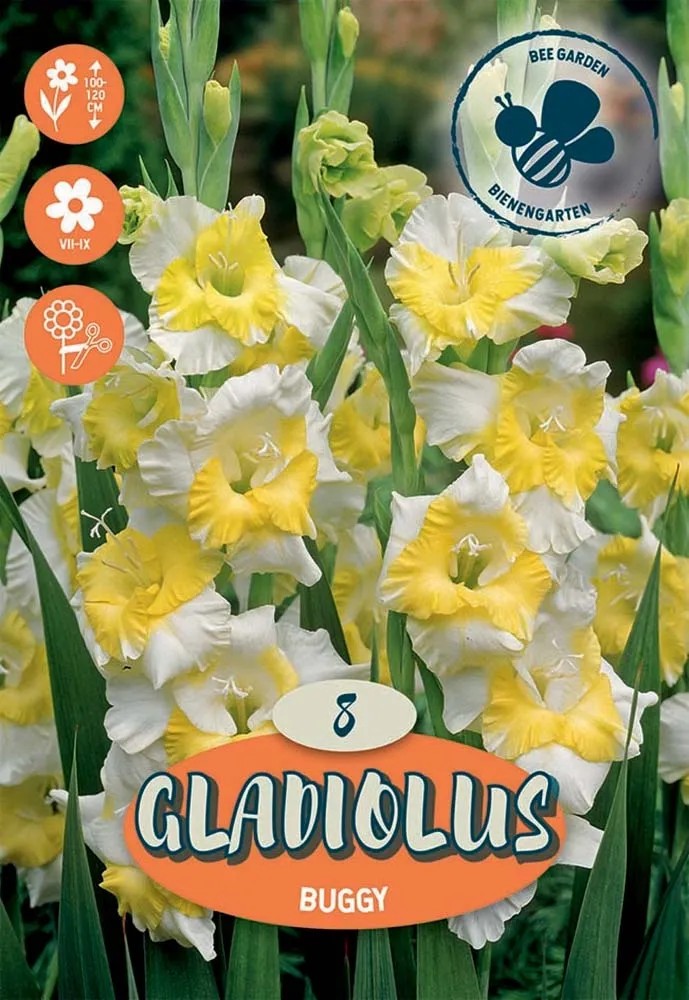 Royal De Ree Holland Květinové cibulky Gladiolus Buggy 8 ks nakoupit u OBI