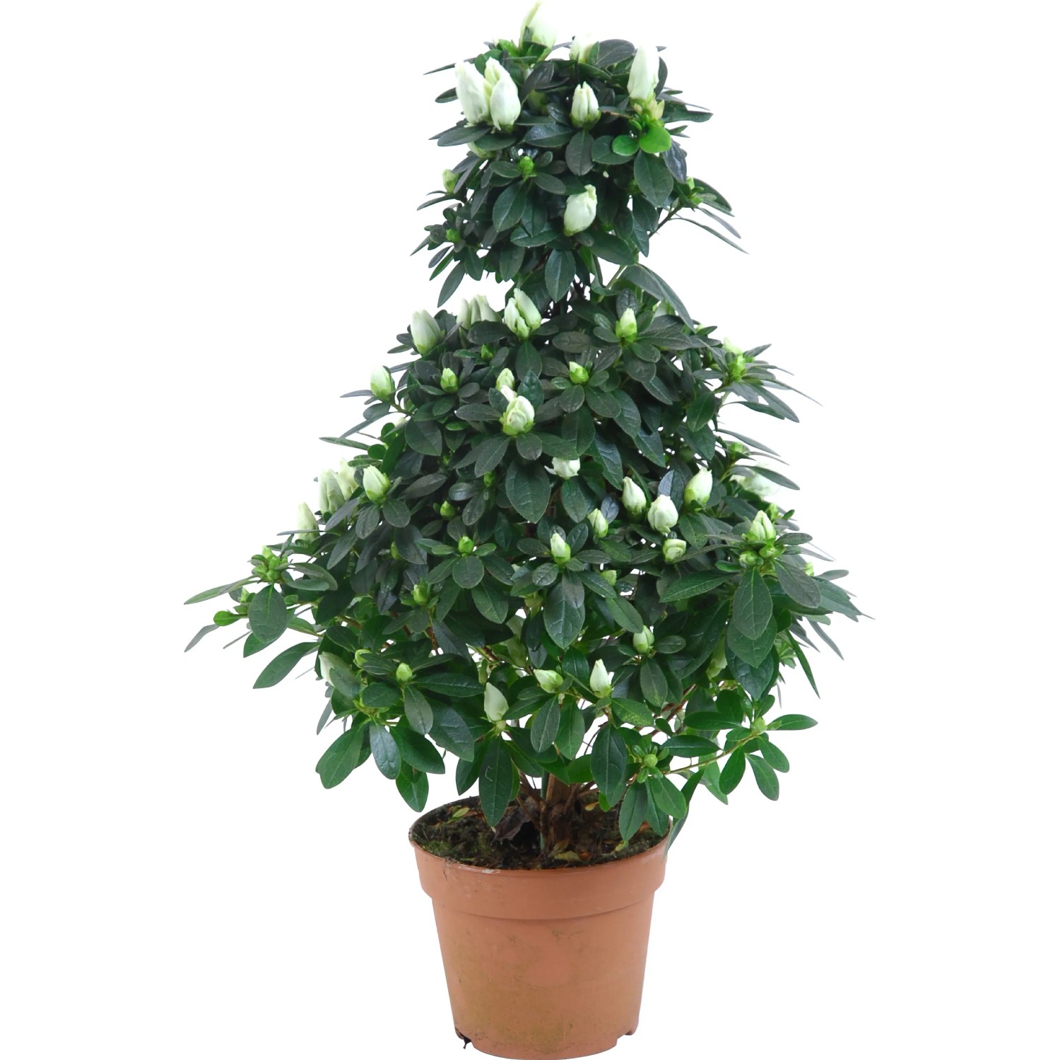 Pokojová azalka mix pyramida průměr květináče cca 17 cm koupit v OBI