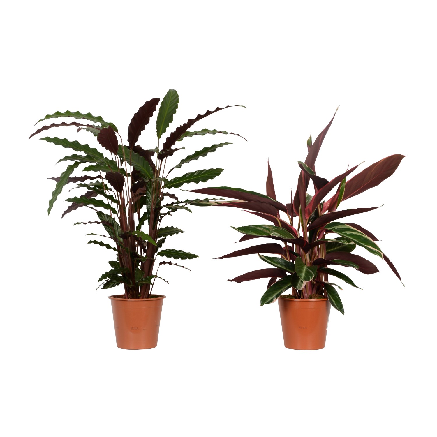 Hvězdicovitá maranta mix květináč průměr 19 cm nakoupit u OBI