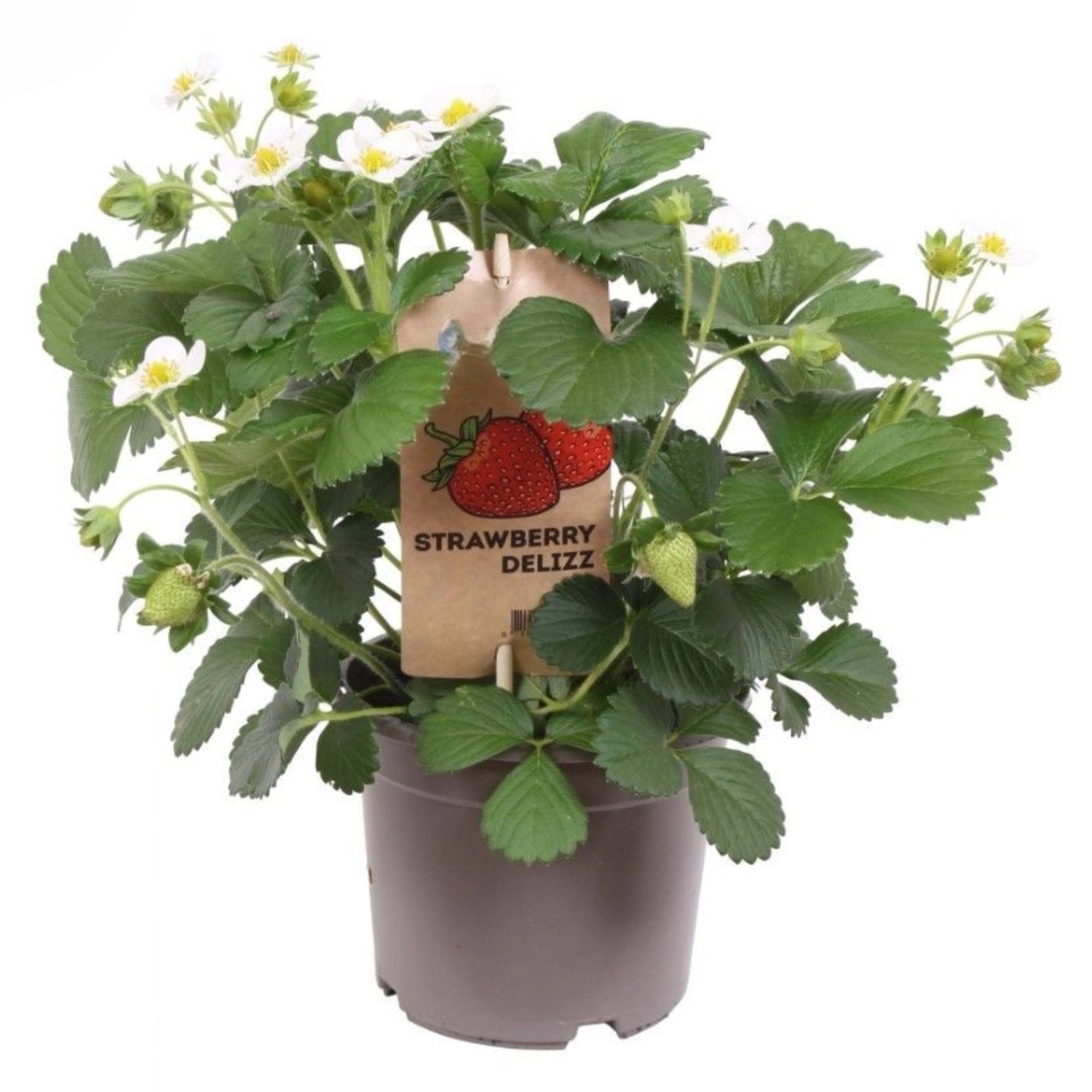 GROW by OBI Jahodník (Fragaria Hybrid) "Strawberry Delizz" cca pr. 14 ...