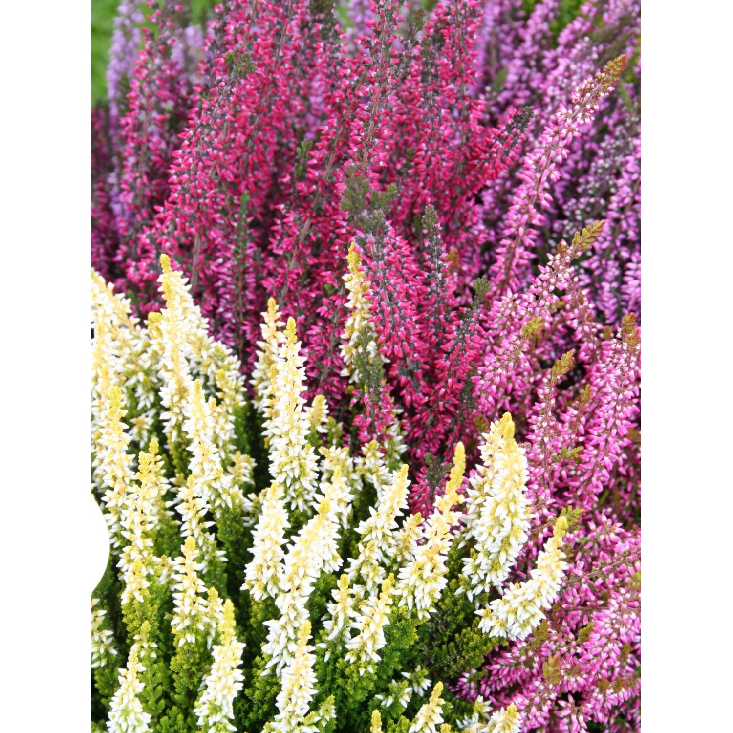 Vřes obecný (Calluna vulgaris) "Beauty Ladies" pr. 11 cm nakoupit u OBI