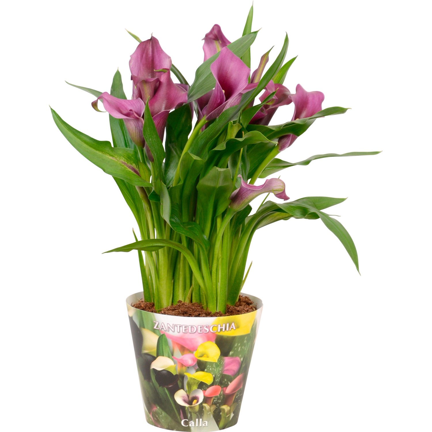 Pokojová kala světle fialová 3 a více květů průměr květináče cca 14 cm ...