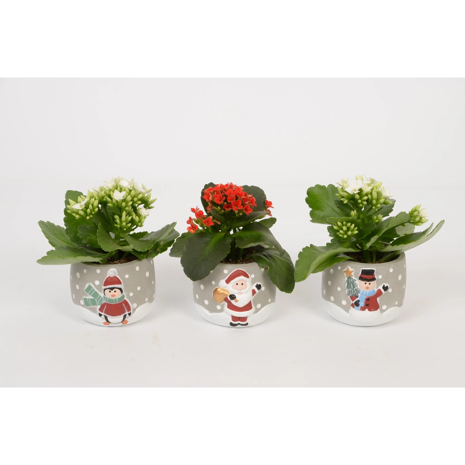 Kolopejka ve vánoční keramické nádobě pr. květináče cca 6 cm nakoupit u OBI