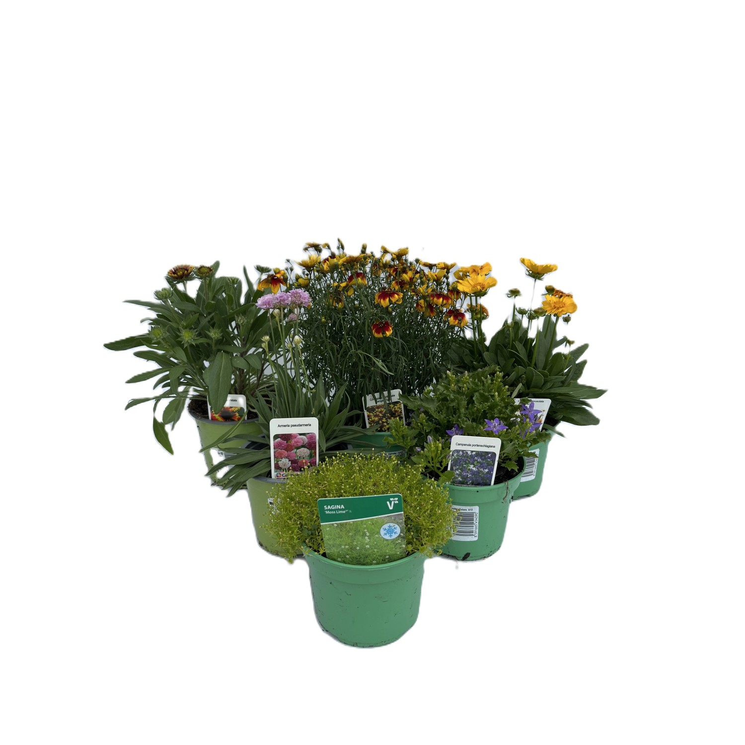 CZ-Flora Různé druhy trvalek v květináči pr. 13 cm, 1 ks nakoupit u OBI