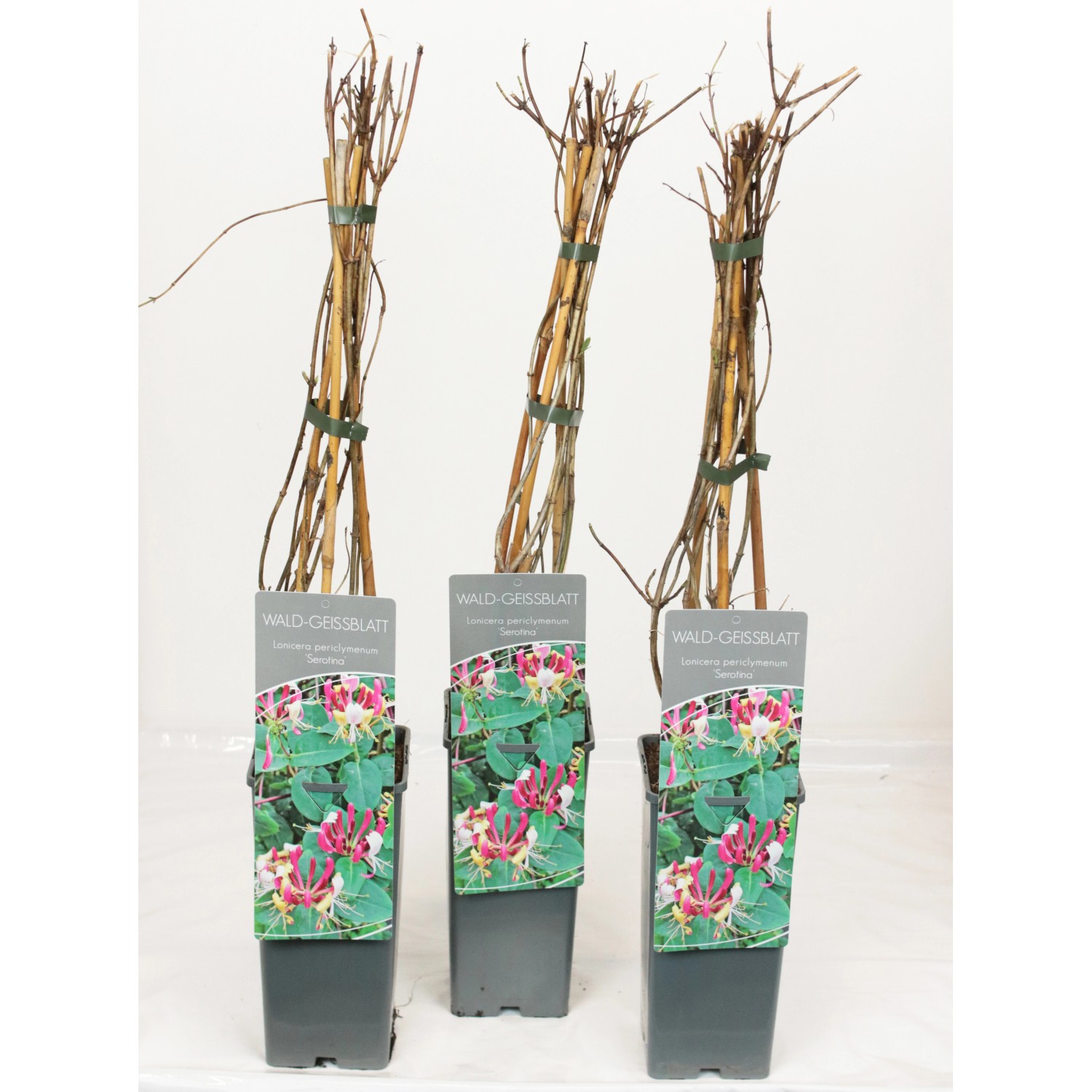 Zimolez ovíjivý (Lonicera periclymenum) "Serotina", 40-60 cm, pr. kv. 17 cm koupit v OBI