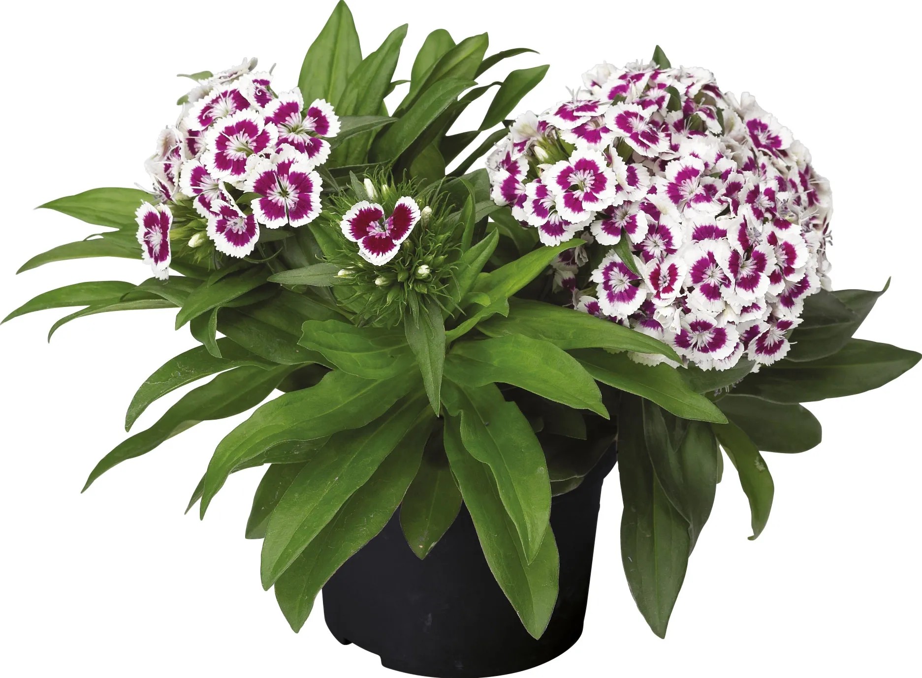 OBI SELECTION Hvozdík Diabunda Purple Picotee průměr květináče 13 cm ...