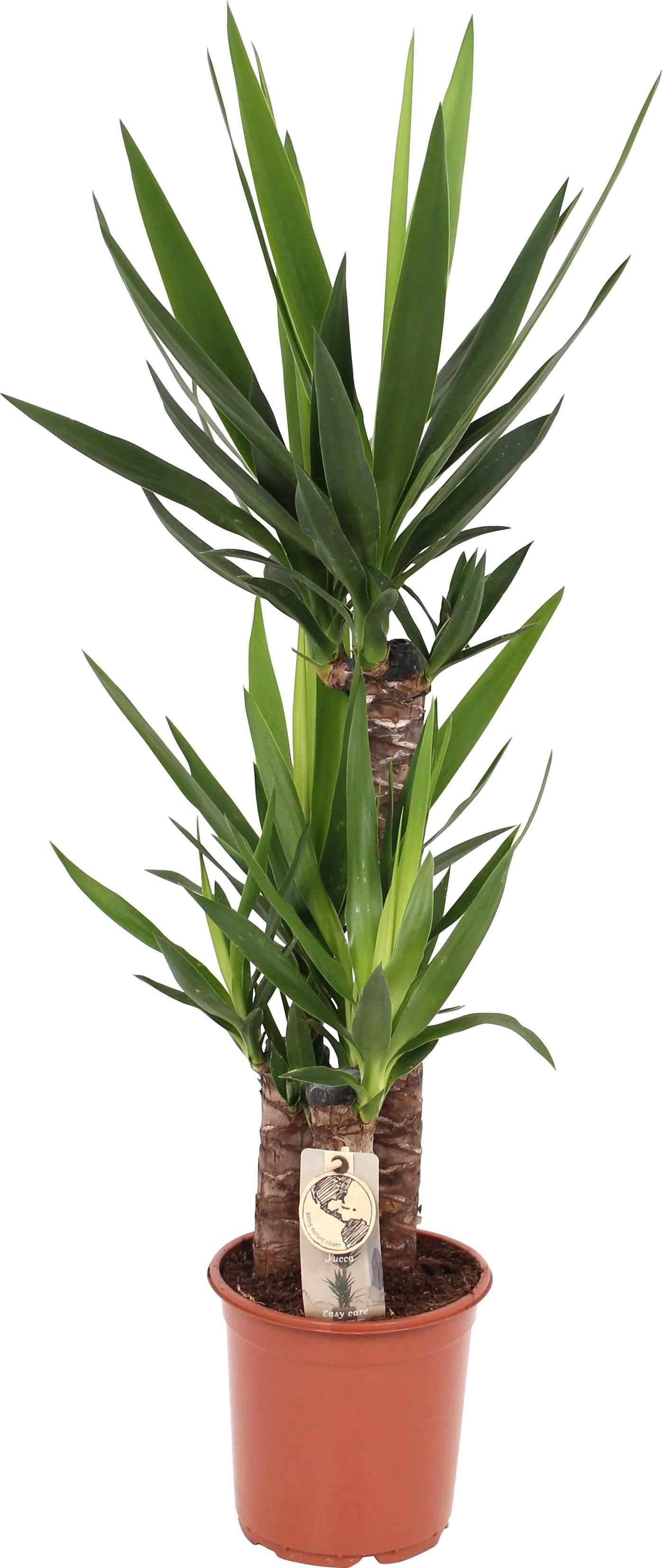 GROW by OBI Juka obrovská (Yucca elephantipes), pr. cca 21 x 95 - 120 cm