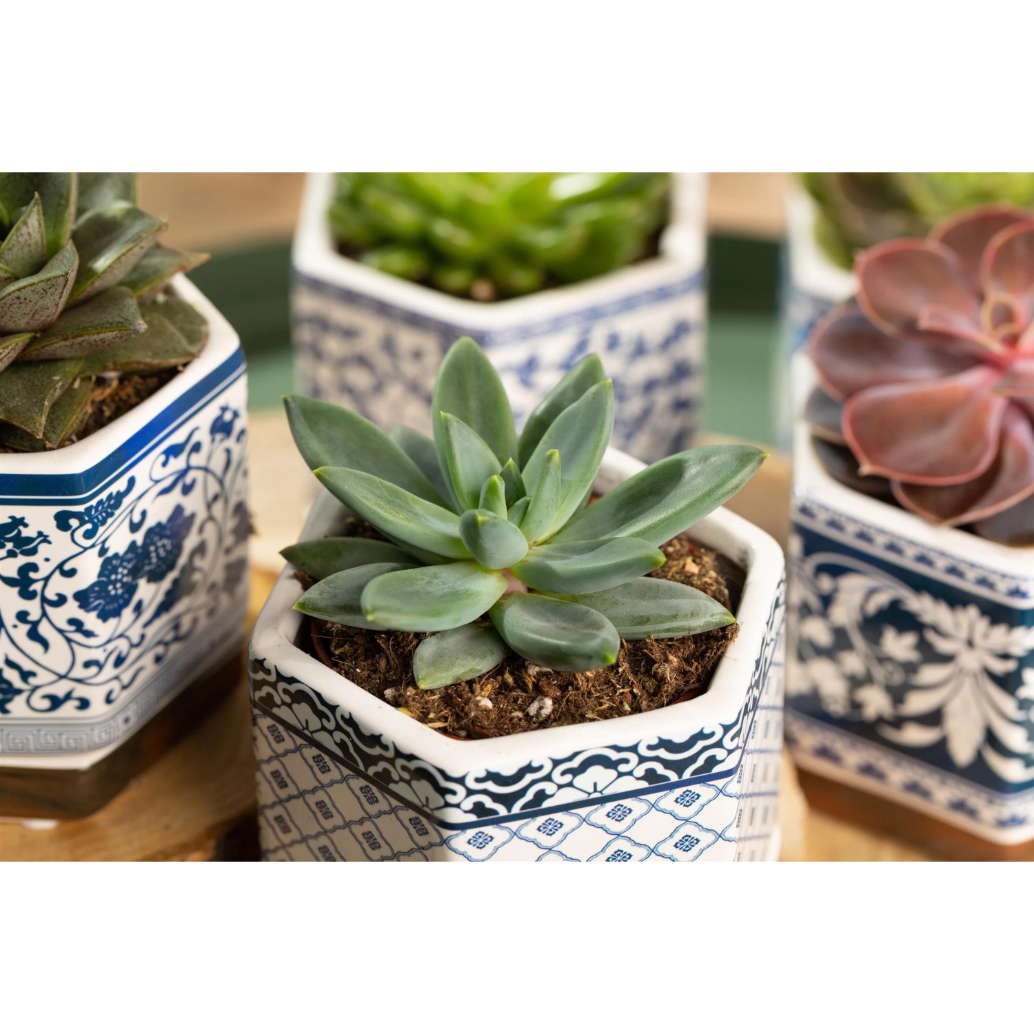 Royal Lemkes Echeveria agavoides "Gold" cca výška 10 cm, pr. 12 cm ...