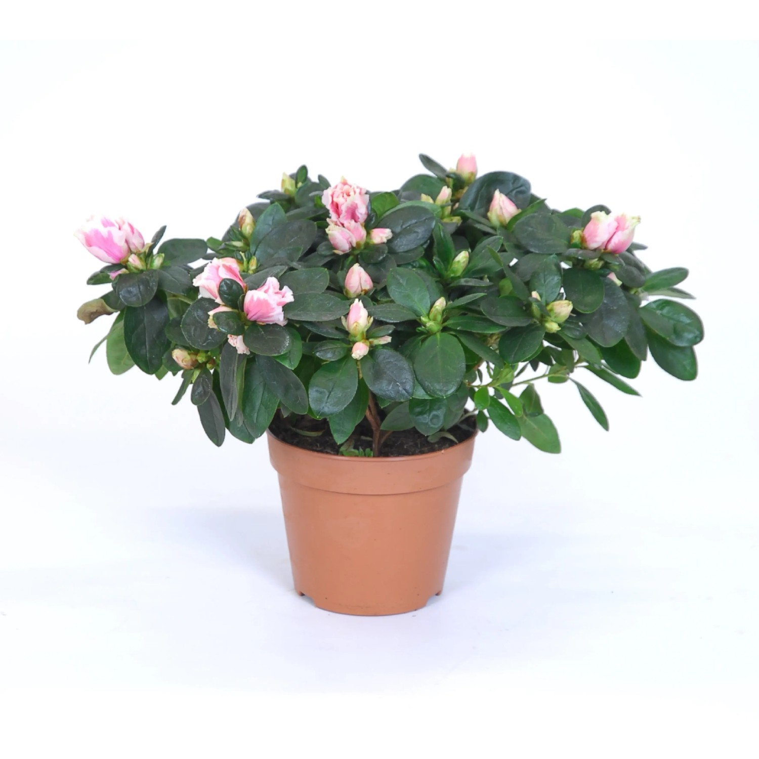 Pokojová azalka různých barev koupit v OBI