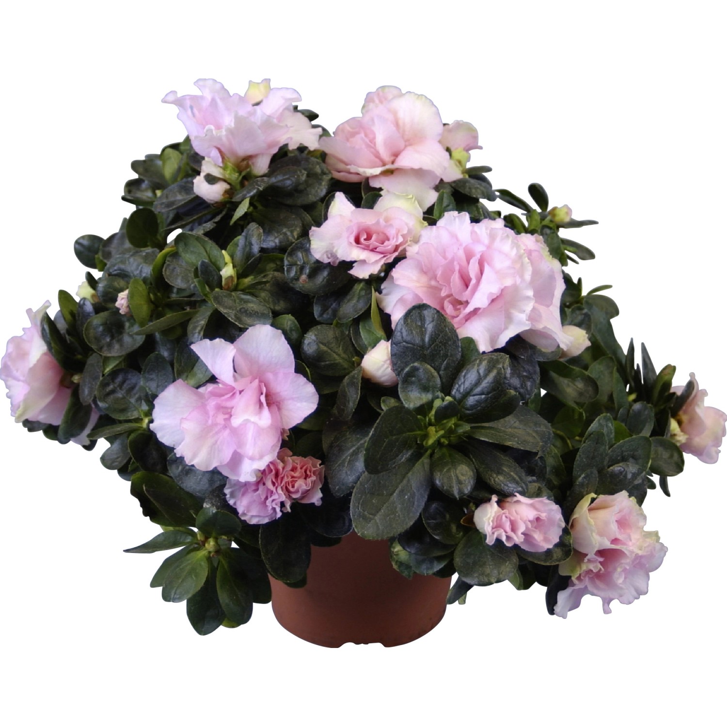 Pokojová azalka mix průměr květináče cca 12 cm koupit v OBI