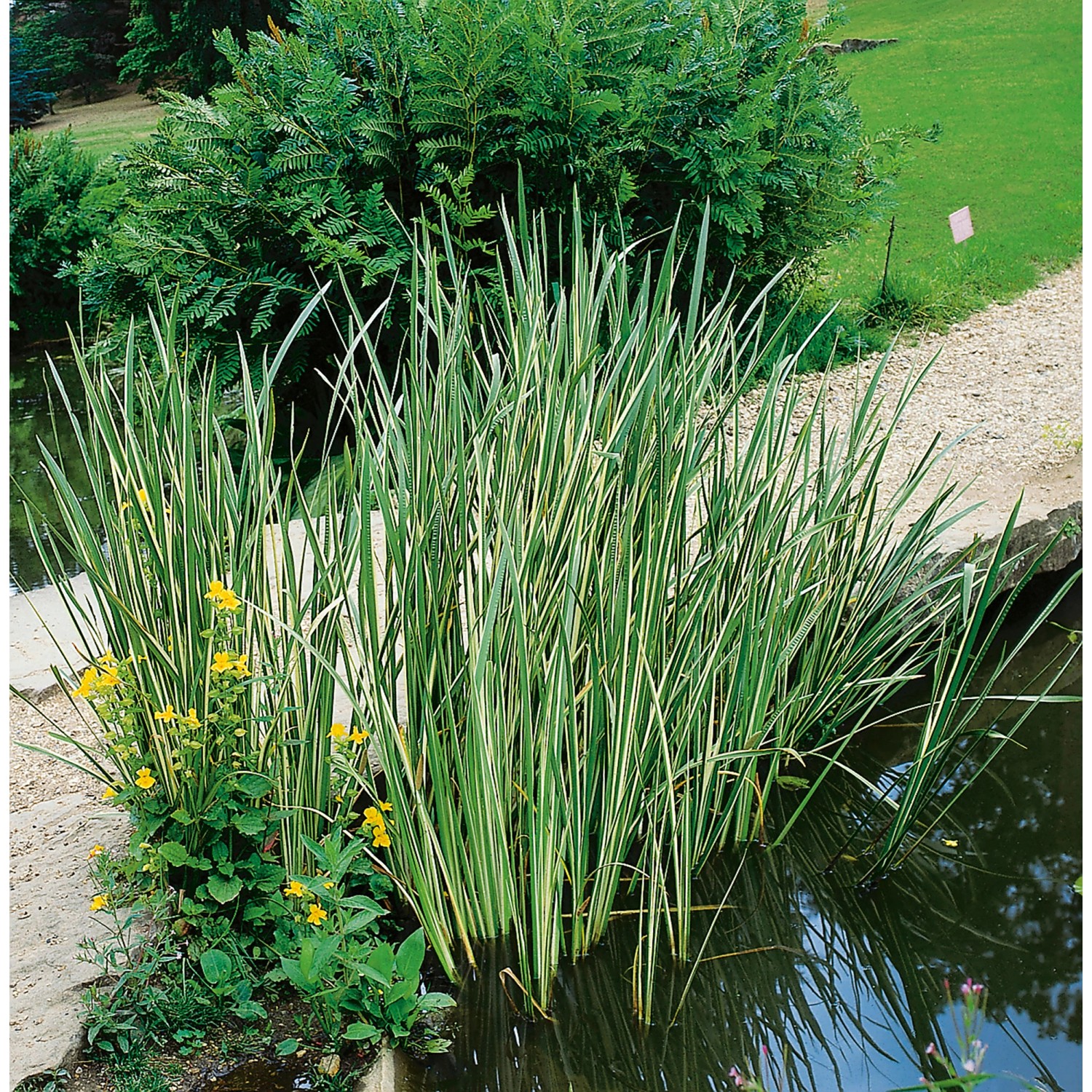 OBI Puškvorec "Variegatus" pr. květináče cca 12 cm nakoupit u OBI