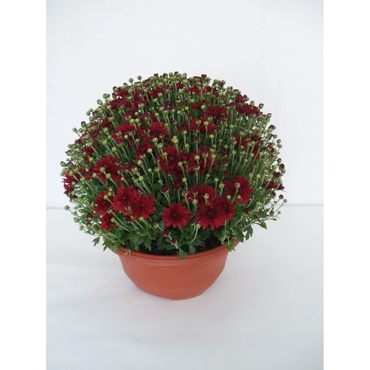 MONTANO Listopadka zahradní (Chrysanthemum multiflora) tm.červená pr ...