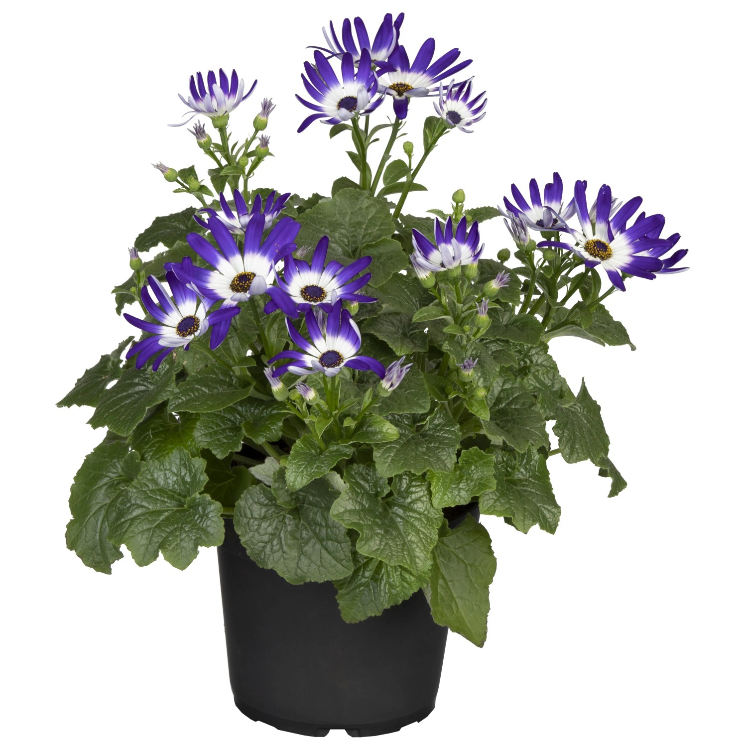 Senecio Senetti Winterhart