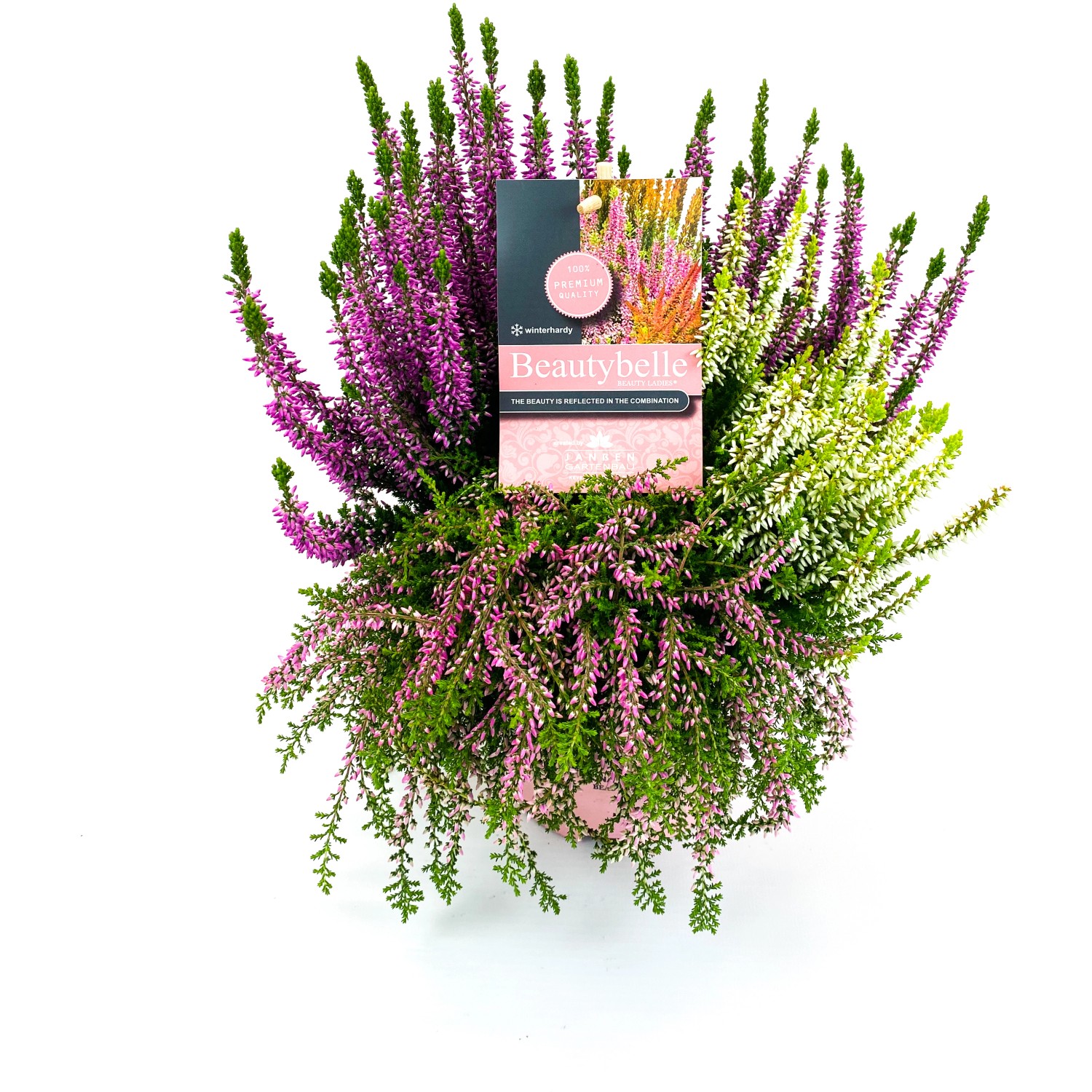 Grow by OBI Vřes (Calluna vulgaris) Beautybelle Mix, pr. cca 13 cm nakoupit u OBI