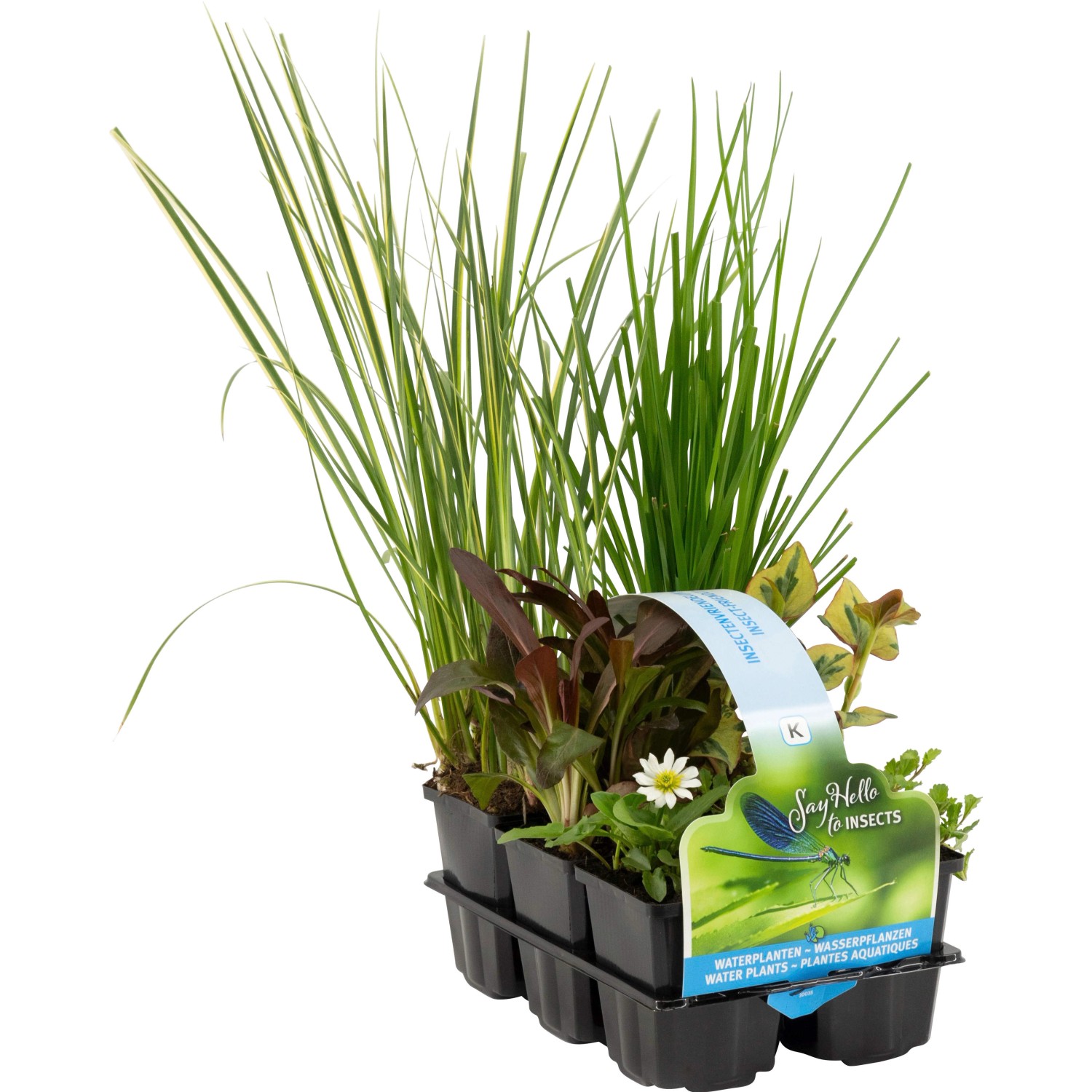 OBI Vodní rostliny lákající hmyz balení 6 ks průměr květináče cca 9 cm ...