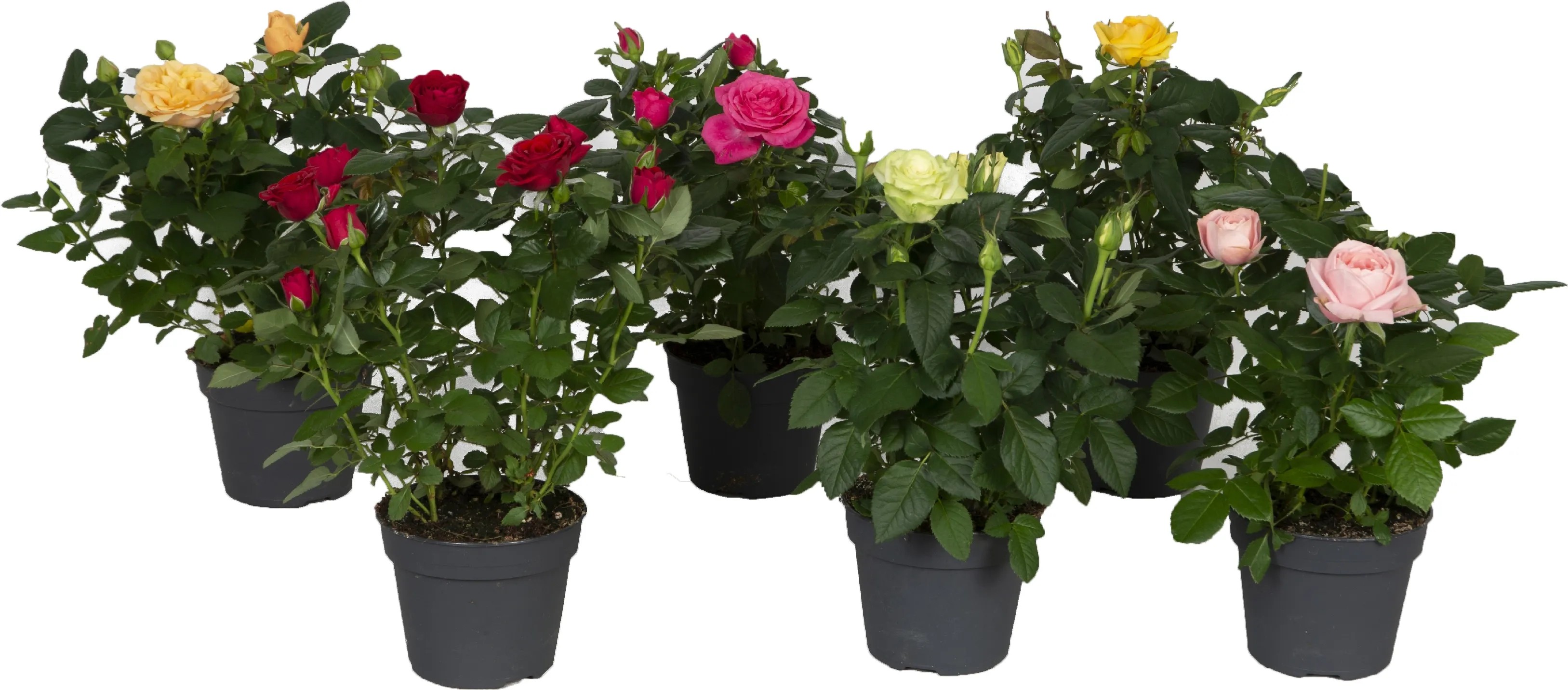 Pokojová růže různé barvy pr. květináče cca 13 cm koupit v OBI