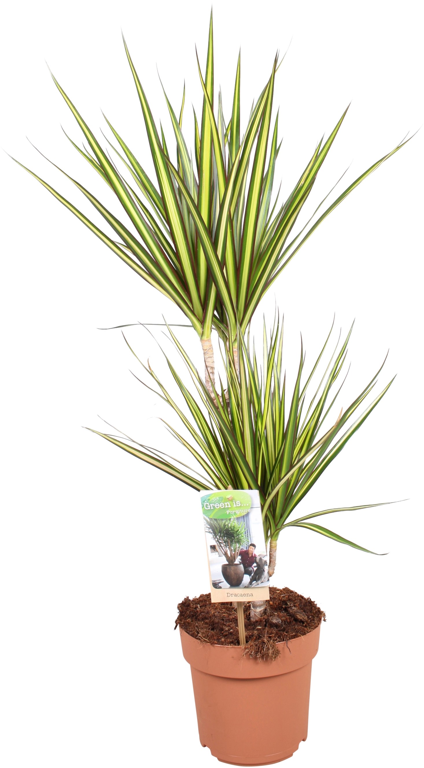 GROW by OBI Dračinec Sunray (Dracaena marginata), výška až 75 cm, pr. kv. 17 cm nakoupit u OBI