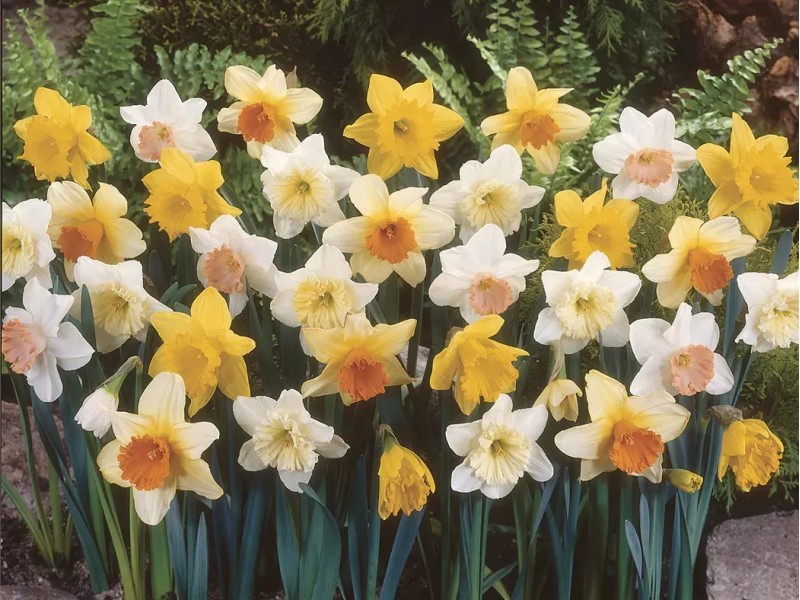 Narcisy Pracht různé barvy průměr květináče cca 13 cm koupit v OBI